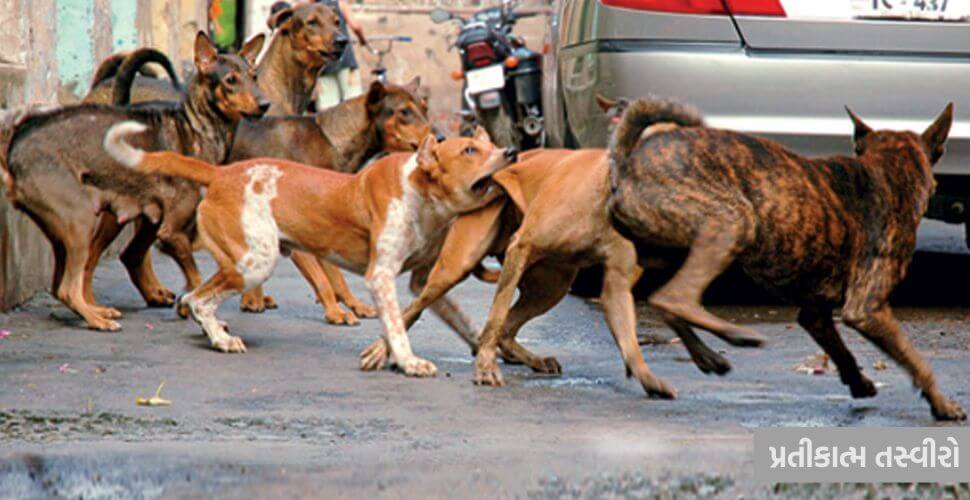 શેરીના કુતરાથી રહો સાવધાન ! સુરત બાદ રાજકોટમાં સામે આવ્યો ચોંકાવનારો ...